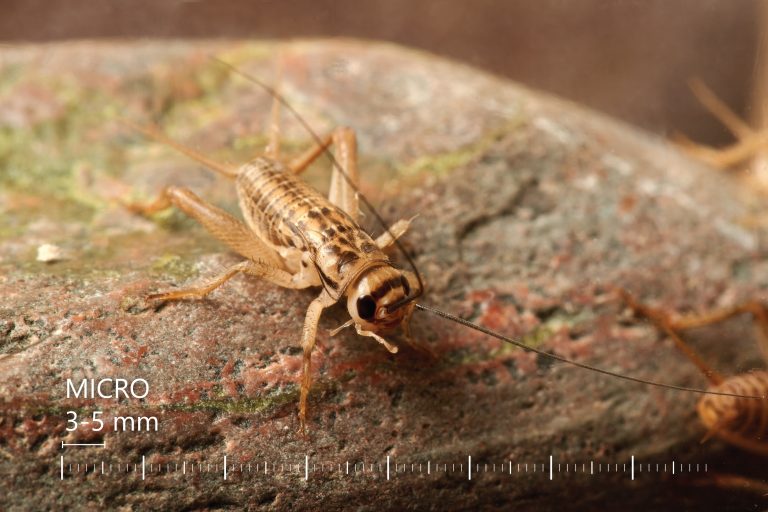 Live crickets | Live feeder insects | For reptiles and Birds Online ...