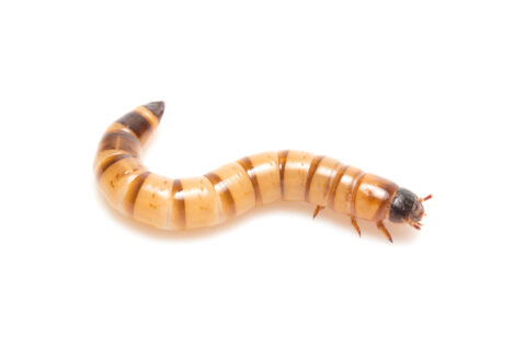 Insectes vivants – Vers de farine – Tenebrio molitor | Eurocrickets